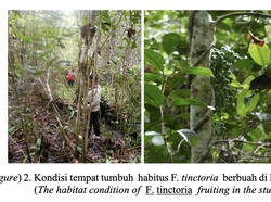 Mengenal Bunga Teratai, Ciri, Jenis, dan Manfaatnya