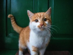 10 Ras Kucing Abu-abu yang Bagus, Unik, dan Paling Populer