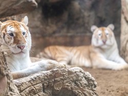 7 Potret Putri Bha, Penerus Takhta Kerajaan Thailand yang Kini Sakit Keras