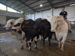 9 Gaya Artis Jadi Model Setelan SAS Designs, Raffi Ahmad Hingga Rizky ...