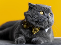 10 Ras Kucing Abu-abu yang Bagus, Unik, dan Paling Populer