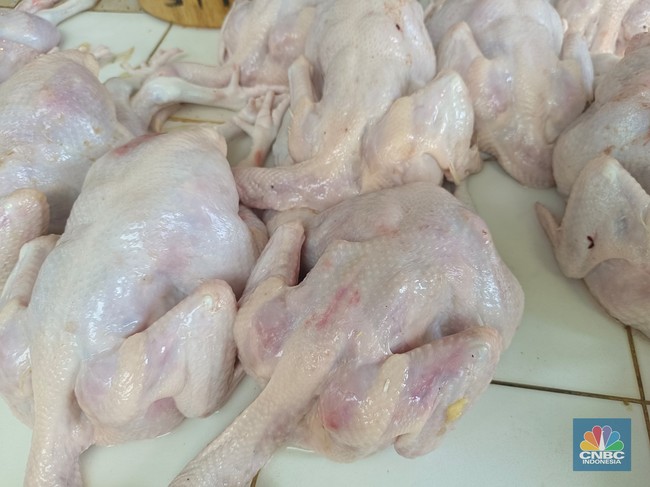 Ini Penyebab Harga Ayam Rp22.000 di Peternak, Jadi Rp42.000 di Pasar
