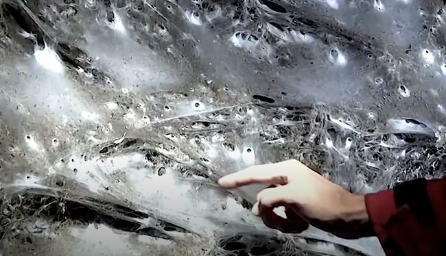 Penampakan Jaring Laba-Laba Raksasa Bikin Ilmuwan Bergidik