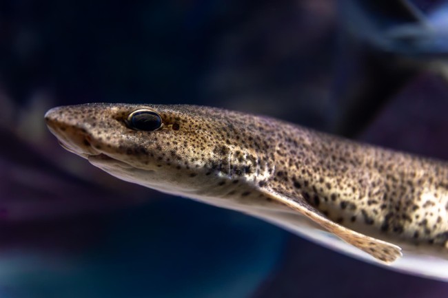 Ikan Asal RI Ini Punya Omega-3 Tertinggi di Dunia, Salmon Kalah