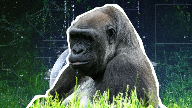 Katanya IQ Warga RI Dekati Gorila? Angka Mirip, Logikanya Beda