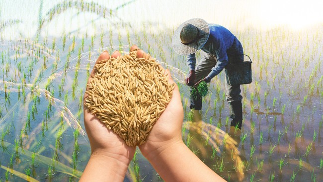 Tanda Krisis Pangan Muncul, Harga Beras, Gandum- Gula Melonjak